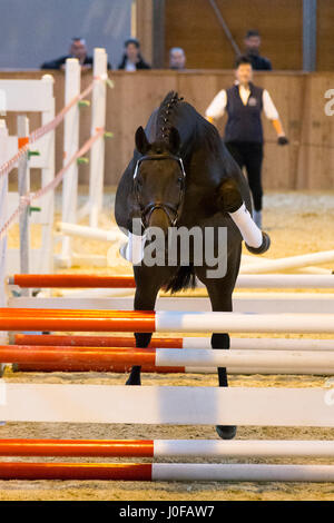 Trakehner. Mare loose jumping during a conformation show. Germany Stock ...