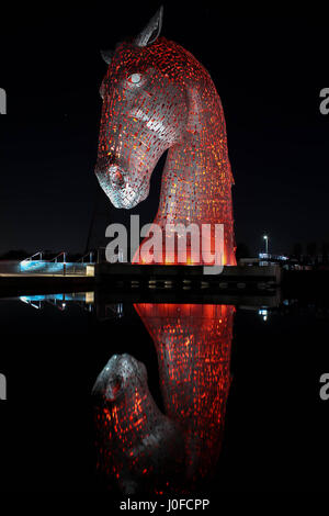 Kelpie with reflection in Red Stock Photo - Alamy