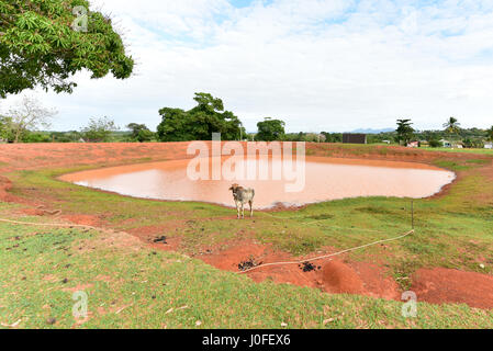 Cuban Cow in the field in Vinales, Cuba Stock Photo - Alamy