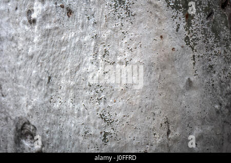 Gumtree bark texture Stock Photo - Alamy