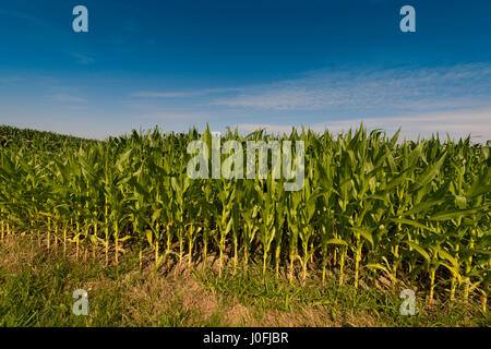 Corn field before harvest Baden-Wuerttemberg, Germany Stock Photo - Alamy