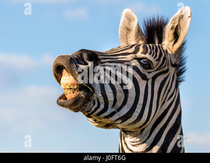 Zebra smile and teeth Stock Photo - Alamy