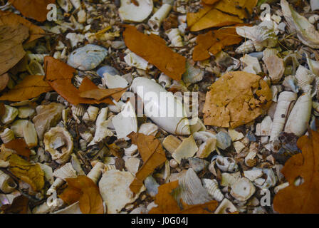 Close up of a bumpy seashell texture and it's opening Stock Photo - Alamy