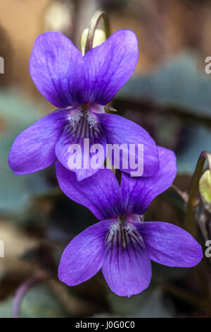 Viola labradorica Alpine dog violet American dog violet, dog violet ...