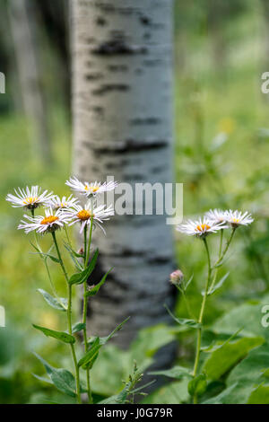 Aspen Daisies (Erigeron speciosus) and aspen trees, Gunnison National ...