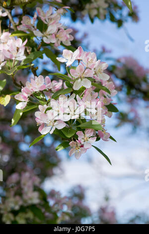Crab apple (Malus x micromalus Stock Photo - Alamy