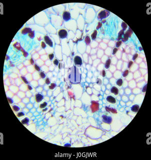 Pine needle cross-section under the microscope, background, (Pinus ...