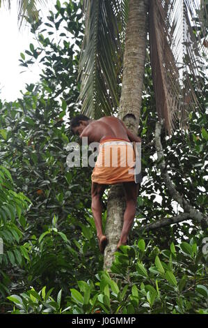 Man climbing a coconut tree, Kerala, South India, India Stock Photo - Alamy