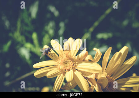 house fly on euryops pectinatus yellow flowers Stock Photo - Alamy