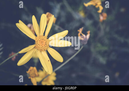 yellow euryops pectinatus flower, spring background Stock Photo - Alamy