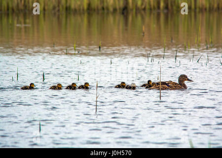 Marazion, Cornwall, UK. 13th April 2017. UK Weather. Despite clouds ...