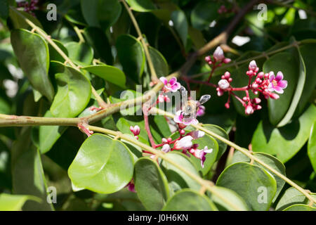 Asuncion, Paraguay. 13th Apr, 2017. A bee collects pollen from flowers ...