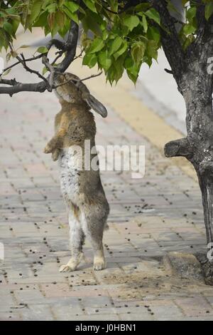 Liaocheng, China. 14th Apr, 2017. (EDITORIAL USE ONLY. CHINA OUT).The ...