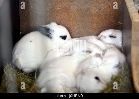 Liaocheng, China. 14th Apr, 2017. (EDITORIAL USE ONLY. CHINA OUT).The ...