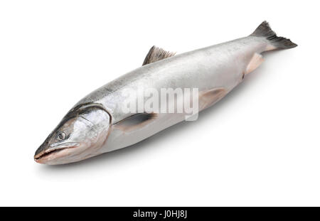 Fresh arctic char fish isolated on white background Stock Photo - Alamy