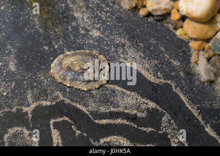 Napfschnecke - Patella spec Stock Photo - Alamy