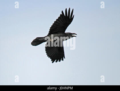 Fan-tailed raven (Corvus rhipidurus) in flight, diving through the air ...