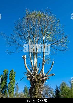Badly pruned mature tree Stock Photo - Alamy