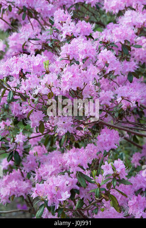 Purple Rhododendron davidsonianum Bodnant form in flower Stock Photo ...