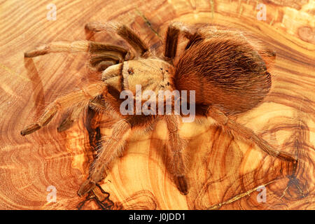 New River Rust Rump Tarantula Spider, Aphonopelma sp., Central America ...