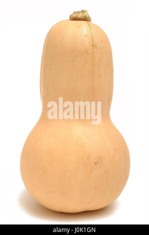butternut isolated on a white background Stock Photo - Alamy