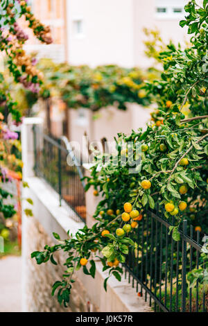 clementines ripening on tree against blue sky. Tangerine tree. Oranges ...