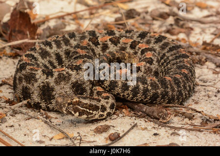 A close up of a Pygmy Rattlesnake at Apalachicola National Forest in ...