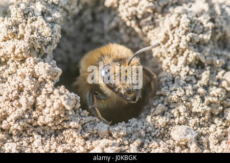 Single female sand bee in her hole on the ground Stock Photo - Alamy