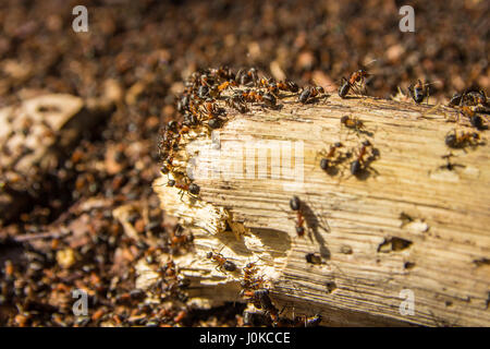 Fire ants swarming Stock Photo - Alamy