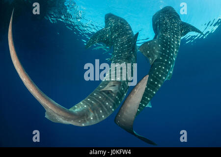 Whale shark (Rhincodon typus) rear view, Cenderawasih Bay, West Papua ...