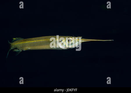 Estuarine Halfbeak, Zenarchopterus dispar, Raja Ampat, West Papua ...