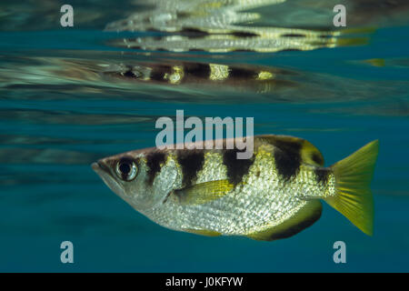 Banded archerfish (Toxotes jaculatrix, Toxotes jaculator, Labrus ...