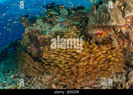 Pygmy Sweepers surrounding Coral Reef, Parapriacanthus ransonneti, Raja ...