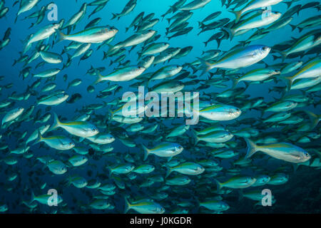 Yellowback fusilier [Caesio xanthonota] school over coral reef ...