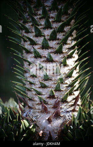 Trunk of monkey puzzle tree, Araucaria araucana Stock Photo - Alamy