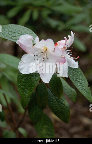 Rhododendron 'Princess Alice' at Clyne gardens, Swansea, Wales, UK ...
