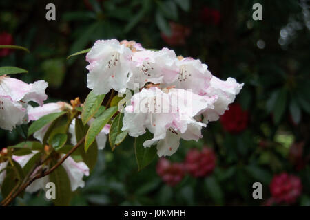 Rhododendron 'Princess Alice' at Clyne gardens, Swansea, Wales, UK ...