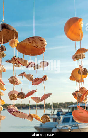 Sea shells on Shell Island. Panama City Beach, Florida Stock Photo - Alamy