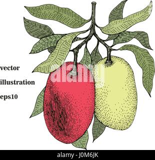Mango tree retro illustration. Botanical mango fruit illustration ...