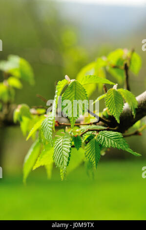 Wych elm, Ulmus glabra leaves and seeds. Isolated Stock Photo - Alamy