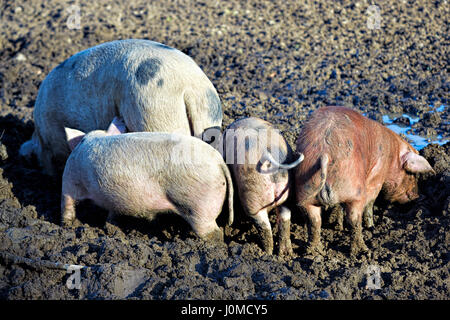 Breeding boar on a pig farm in Kafuie Lusaka Zambia Africa Stock Photo ...