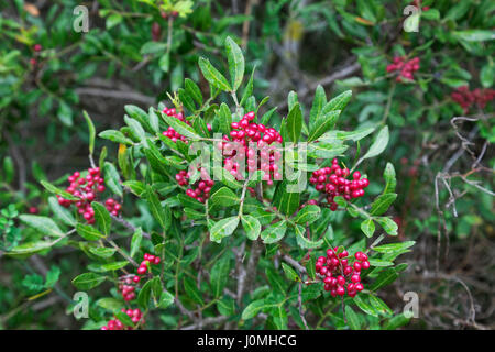 Mastic Tree - Pistacia lentiscus Evergreen Tree from Cyprus Stock Photo ...