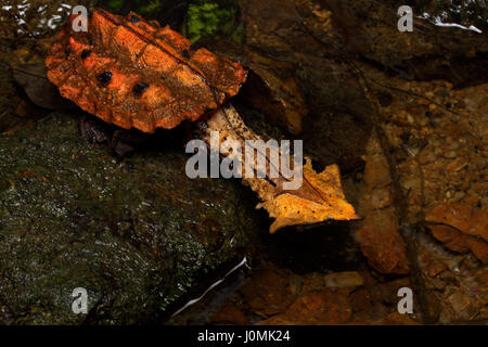 Matamata or Mata mata (Chelus fimbriata). Head portrait. Long snout ...