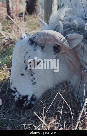 Sheep stuck in the fence Stock Photo - Alamy