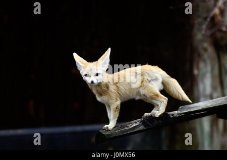 Fennec fox, Vulpes zerda, front view, sitting, looking at camera Stock ...