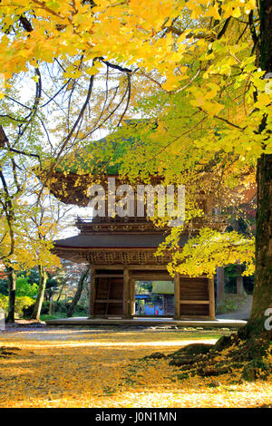 Kotokuji Temple Ginkgo trees in Autumn Akiruno city Tokyo Japan Stock ...