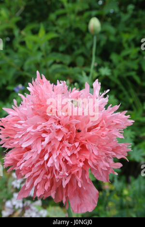 Pink powderpuff poppy Stock Photo - Alamy
