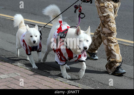 Two dogs wearing Sunderland shirts outside the ground before the ...