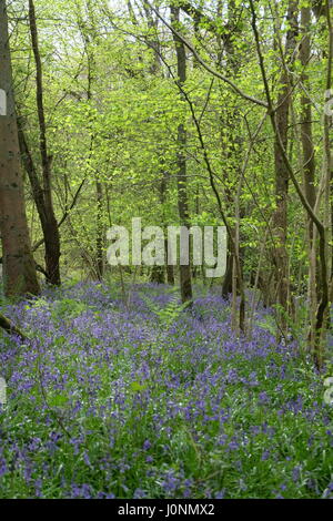Bluebells in Duncliffe Woods, Dorset Stock Photo - Alamy