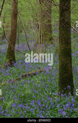 Bluebells in Duncliffe Woods, Dorset Stock Photo - Alamy